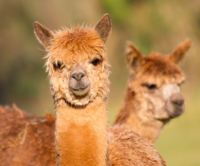 Alpaka & Lama Premium Getreidefrei 15 kg | Alpakafutter | Alpakafutter.com