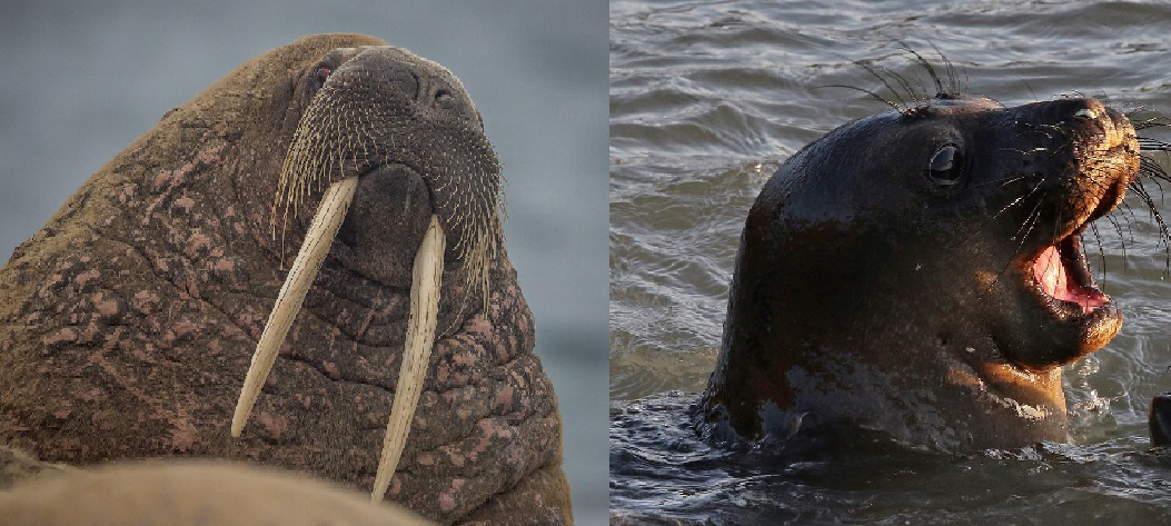 AKWAVIT Robben 100 Tabletten | Fischfresser | Kasper Faunafood ...