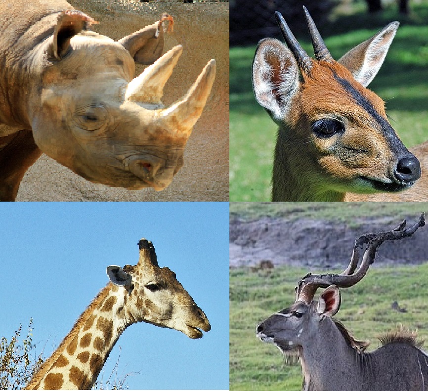 Browser Pellets 6mm 20 kg | Grazers / Browsers | Kasper Faunafood ...