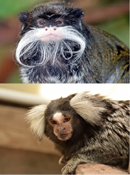 PRIMATE CAKE FOR TAMARIN & MARMOSET 5 kg | Primaten Futter | Kasper ...